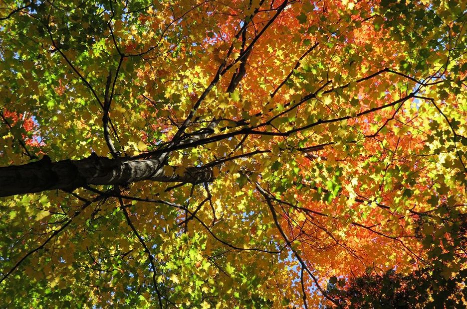 Ahornholz - Aussehen und Verwendung Lexikon | Betten.de