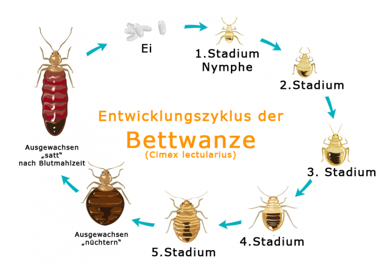 Bettwanzen - was tun? - Antworten auf die häufigsten Fragen und Tipps